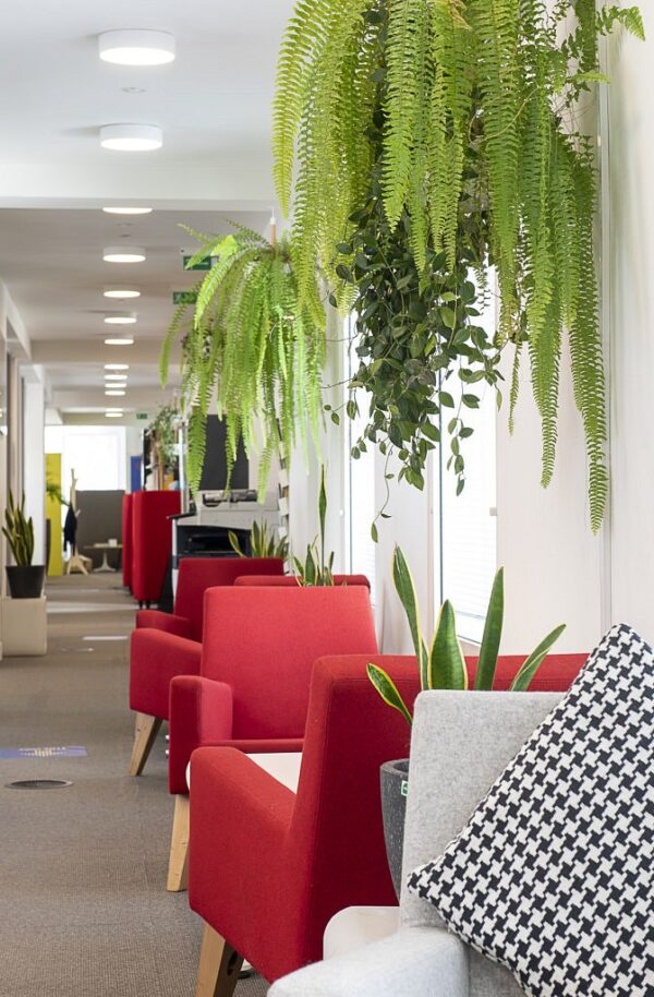 Evertreen has partnered with eOffice to combat deforestation in 12 ...